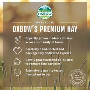 Oxbow Animal Health Orchard Grass Hay - All Natural Grass Hay for Chinchillas, Rabbits, Guinea Pigs, Hamsters & Gerbils - 50 lb.