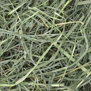 Oxbow Animal Health Orchard Grass Hay - All Natural Grass Hay for Chinchillas, Rabbits, Guinea Pigs, Hamsters & Gerbils - 50 lb.