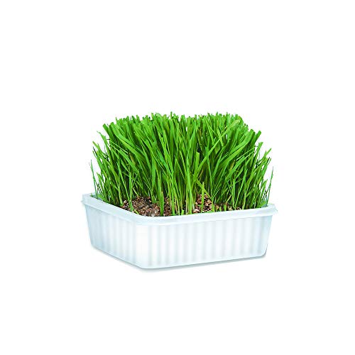 Miracle Care Cat-A'bout Cat Grass For Indoor Cats [Easy to Grow Cat Grass Kit] Cat Grass Growing Kit Includes Potting Mix, Seeds, and Container, Multi-Cat Size, 5.25 oz.