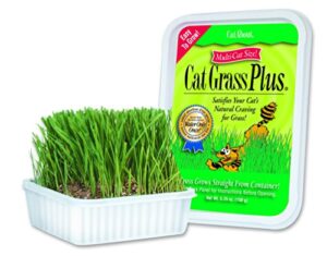 miracle care cat-a'bout cat grass for indoor cats [easy to grow cat grass kit] cat grass growing kit includes potting mix, seeds, and container, multi-cat size, 5.25 oz.