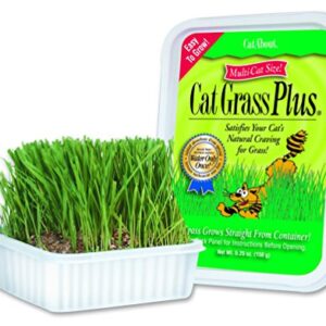 Miracle Care Cat-A'bout Cat Grass For Indoor Cats [Easy to Grow Cat Grass Kit] Cat Grass Growing Kit Includes Potting Mix, Seeds, and Container, Multi-Cat Size, 5.25 oz.