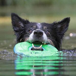 ChuckIt! Zipflight Flyer Dog Frisbee & Dog Toy that Floats; Gentle On Dog's Teeth and Gums; Medium