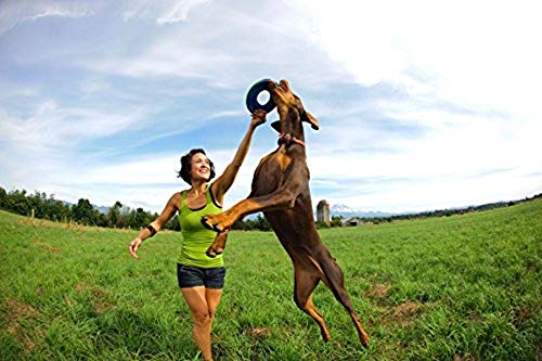 ChuckIt! Zipflight Flyer Dog Frisbee & Dog Toy that Floats; Gentle On Dog's Teeth and Gums; Medium