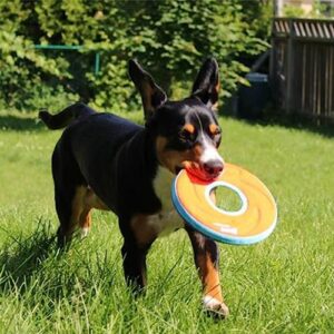 ChuckIt! Zipflight Flyer Dog Frisbee & Dog Toy that Floats; Gentle On Dog's Teeth and Gums; Medium