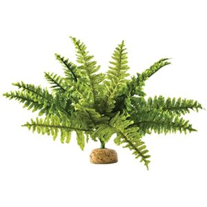 exo terra,reptiles, amphibians boston fern terrarium plant, medium