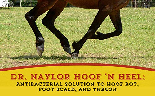 Dr. Naylor Hoof 'N Heal, Hoof Rot Foot Rot Wound Care, 16oz, Sheep Goat Cow Horse, 1-pack