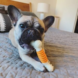 Nylabone PRO Action Dental Power Chew Durable Dog Toy Small - Up to 25 lbs.