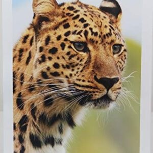 PPD 50 Sheets Inkjet Glossy Photo Paper - 11x17 inch Tabloid Size - 49lbs 180gsm 9.9mil - Instant Dry and Water Resistant (PPD-41-50)