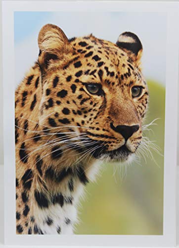 PPD 50 Sheets Inkjet Glossy Photo Paper - 11x17 inch Tabloid Size - 49lbs 180gsm 9.9mil - Instant Dry and Water Resistant (PPD-41-50)