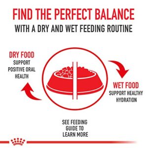 Royal Canin Adult Feline Health Nutrition Instinctive Thin Slices in Gravy Canned Wet Cat Food, 3 oz cans 24-ct