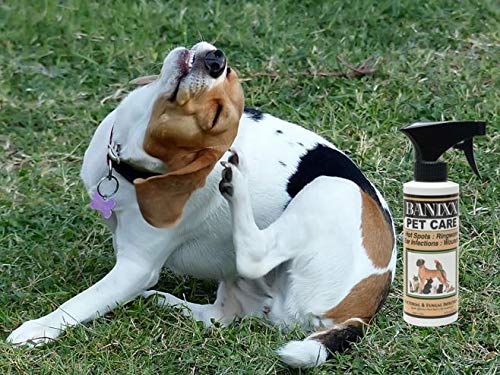 Banixx Pet Care 8oz for Ear Infections, Hot Spots, Itchy Dry Skin, Ringworm, Yeast Infections. Safe Around The Eye.