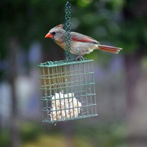 C&S Peanut Treat Suet - 11 oz.