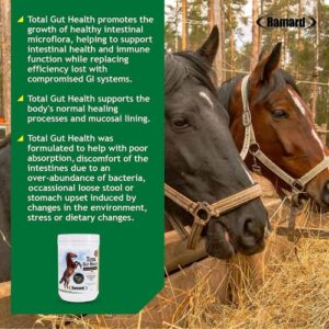 Ramard Total Gut Health Horse Supplement for Digestion, Horse Powder Supplement for Gastrointestinal Health & Total Gut Balance, Equine Feed Powder Horse Gut Health Supplement - 1.12lb, 30-Day Supply