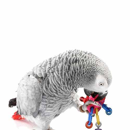 Super Bird Creations 4 by 1-1/2-Inch UFO Bird Foot Toy, Medium