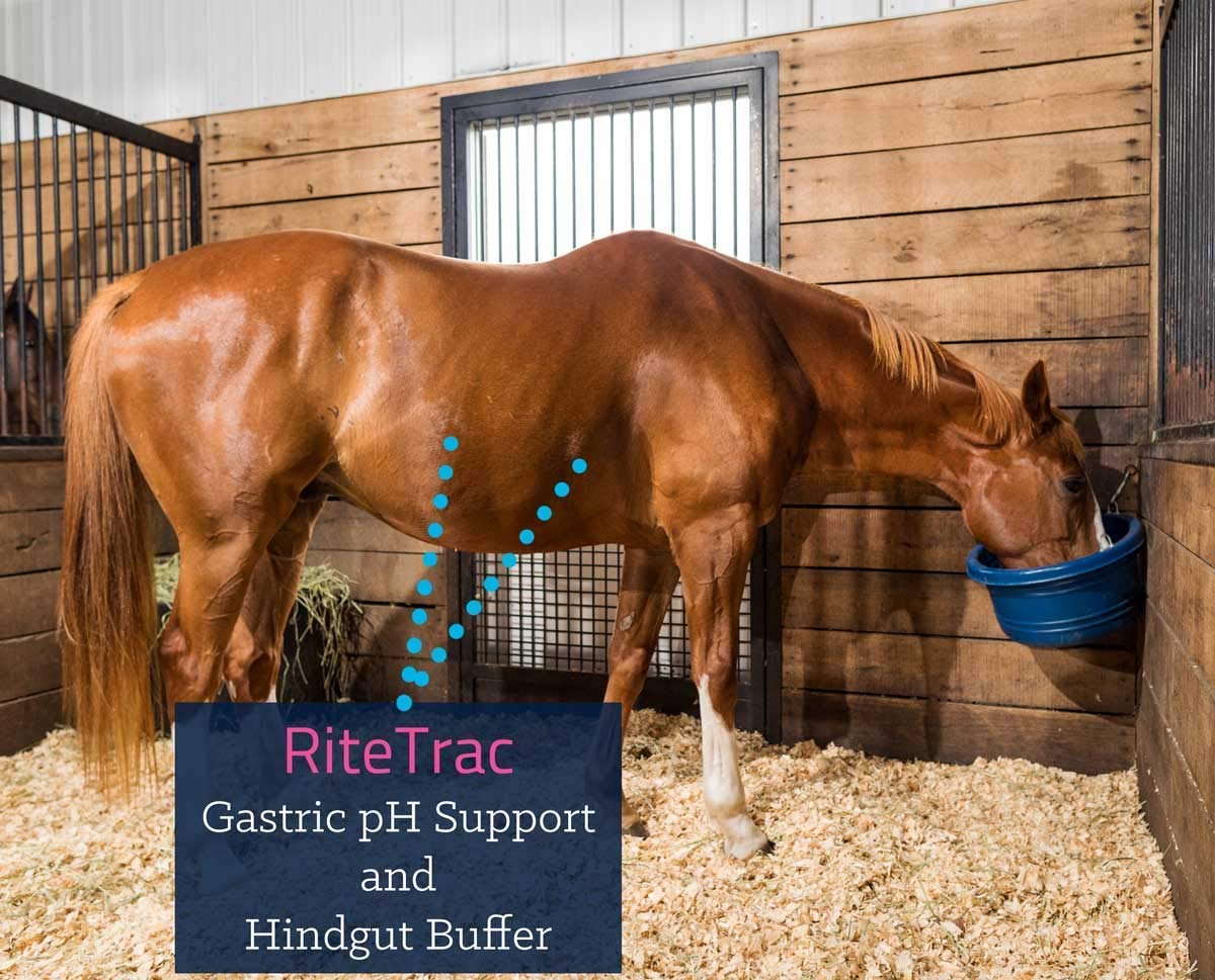 Kentucky Equine Research RiteTrac: Total Digestive Tract Support for Horses, 6 kg (50 Servings)