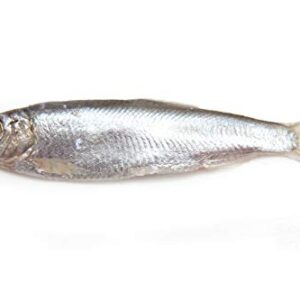 Plato Baltic Sprat 3oz