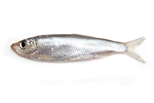 Plato Baltic Sprat 3oz