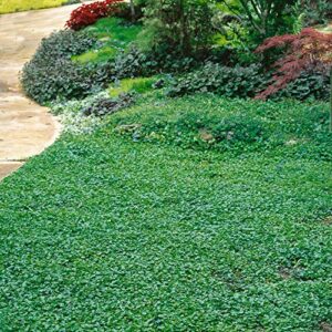 Outsidepride Warm Season Perennial Dichondra Repens Dwarf, Low Ground Ground Cover Plant & Lawn Alternative - 1 LB