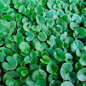 Outsidepride Warm Season Perennial Dichondra Repens Dwarf, Low Ground Ground Cover Plant & Lawn Alternative - 1 LB