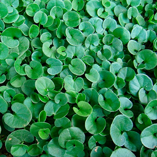 Outsidepride Warm Season Perennial Dichondra Repens Dwarf, Low Ground Ground Cover Plant & Lawn Alternative - 1 LB