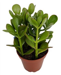 sunset jade plant - crassula - easy to grow house plant - 4" pot