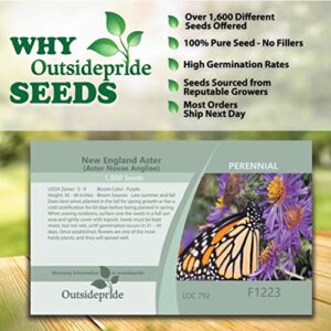 Outsidepride Perennial New England Aster Wild Flowers - 1000 Seeds