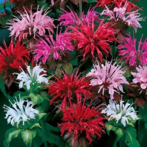 outsidepride monarda didyma bee balm flower seed mix for butterflies, hummingbirds, & pollinators - 500 seeds