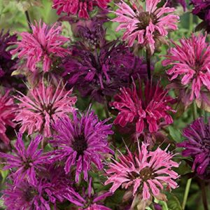 Outsidepride Monarda Didyma Bee Balm Flower Seed Mix for Butterflies, Hummingbirds, & Pollinators - 500 Seeds