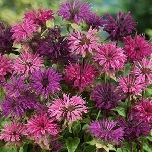 Outsidepride Monarda Didyma Bee Balm Flower Seed Mix for Butterflies, Hummingbirds, & Pollinators - 500 Seeds