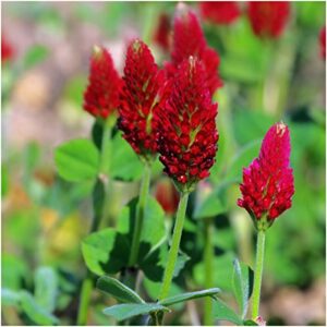 Seed Needs, 4,000+ Crimson Clover Wildflower Seeds (Trifolium incarnatum) Hummingbird, Bee and Butterfly Attracting - Annual Seeds Bulk