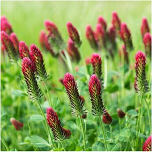 Seed Needs, 4,000+ Crimson Clover Wildflower Seeds (Trifolium incarnatum) Hummingbird, Bee and Butterfly Attracting - Annual Seeds Bulk