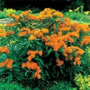 Outsidepride Butterfly Milkweed Asclepias Tuberosa Garden Plant Flower Seed - 500 Seeds