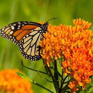 Outsidepride Butterfly Milkweed Asclepias Tuberosa Garden Plant Flower Seed - 500 Seeds