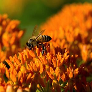 Outsidepride Butterfly Milkweed Asclepias Tuberosa Garden Plant Flower Seed - 500 Seeds