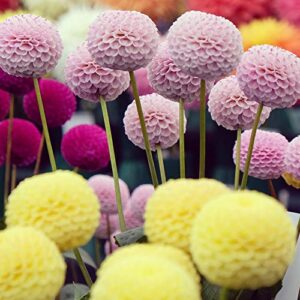 outsidepride dahlia pompon garden cut flower seed mix for bouquets & dried floral arrangements - 500 seeds