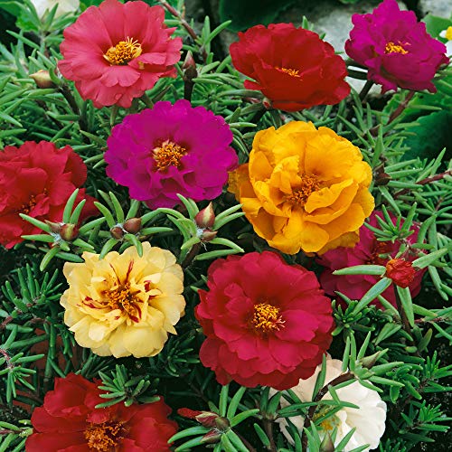 Outsidepride Portulaca Moss Rose Spreading, Succulent, Heat & Drought Tolerant Ground Cover Plant Mix - 5000 Seeds