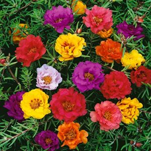 Outsidepride Portulaca Moss Rose Spreading, Succulent, Heat & Drought Tolerant Ground Cover Plant Mix - 5000 Seeds