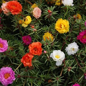 Outsidepride Portulaca Moss Rose Spreading, Succulent, Heat & Drought Tolerant Ground Cover Plant Mix - 5000 Seeds