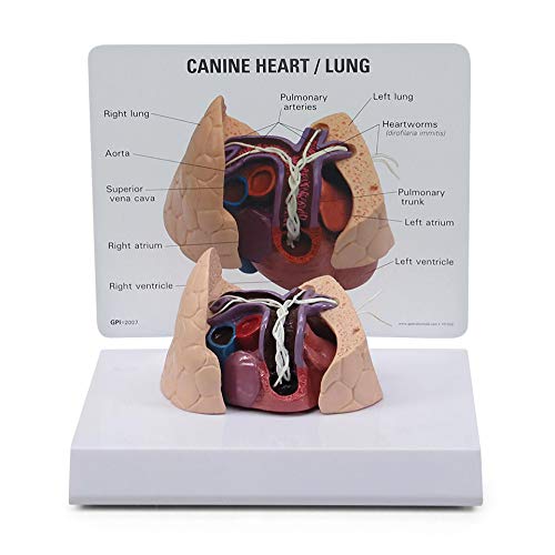 GPI Anatomicals - Canine Heart and Lungs Model, Replica with Heartworm Infestation for Anatomy and Physiology Education, Anatomy Model for Veterinarian’s Offices and Classrooms, Medical Study Supplies