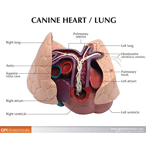 GPI Anatomicals - Canine Heart and Lungs Model, Replica with Heartworm Infestation for Anatomy and Physiology Education, Anatomy Model for Veterinarian’s Offices and Classrooms, Medical Study Supplies