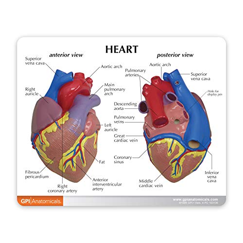 GPI Anatomicals - Heart Model | Human Body Anatomy Replica of Normal Heart for Doctors Office Educational Tool