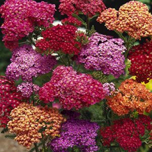 outsidepride achillea yarrow summer berries garden flowers for cutting, dried arrangements - 1000 seeds