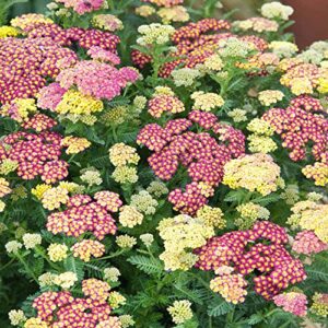 outsidepride perennial achillea millefolium yarrow pastels garden flowers for cutting - 1000 seeds