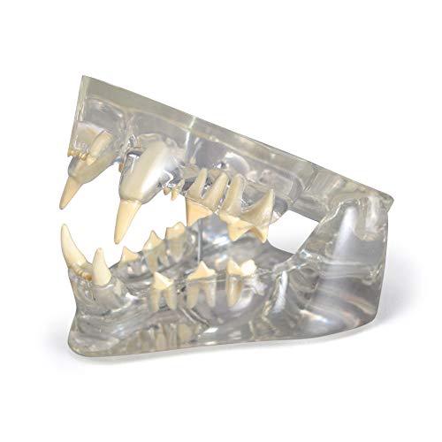 GPI Anatomicals Clear Feline Dental Model | Animal Body Anatomy Replica of Cat Jaw w/Teeth for Veterinary Office Educational Tool