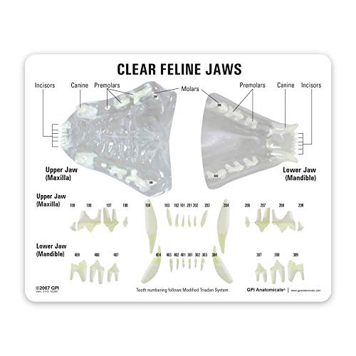 GPI Anatomicals Clear Feline Dental Model | Animal Body Anatomy Replica of Cat Jaw w/Teeth for Veterinary Office Educational Tool