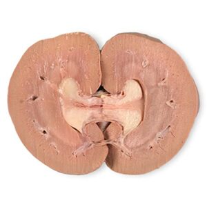 carolina's perfect solution sheep kidney for dissection, 1 per bag