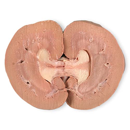 Carolina's Perfect Solution Sheep Kidney for Dissection, 1 per bag