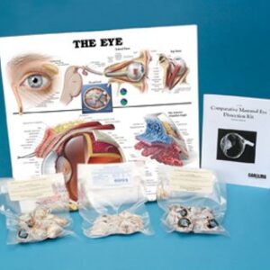 Comparative Mammalian Eye Dissection Kit