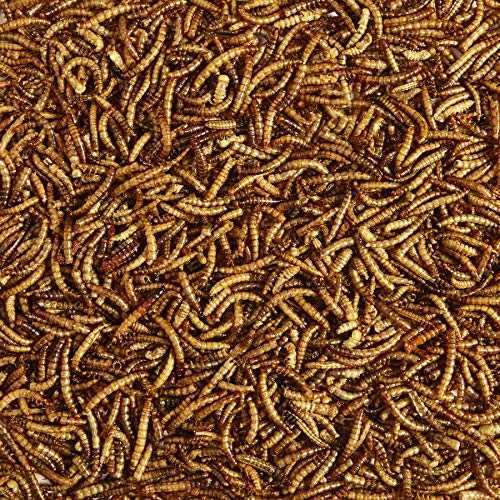 Kaytee Wild Bird Food Mealworms For Bluebirds, Wrens, Robins, Chickadees, Woodpeckers, Cardinals & Chickens, 3.5 Ounce