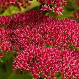 outsidepride perennial sedum summer glory heat & drought tolerant, succulent, stonecrop ground cover plants - 1000 seeds